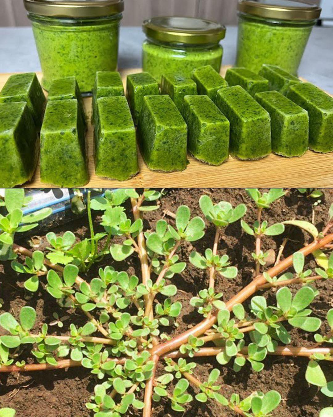 Purslane: A Hidden Nutritional Gem for Health and Wellness - Recipes ...